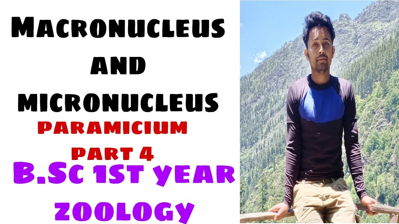 Macronucleus and micronucleus in paramicium|B.Sc 1st year zoology - YouTube