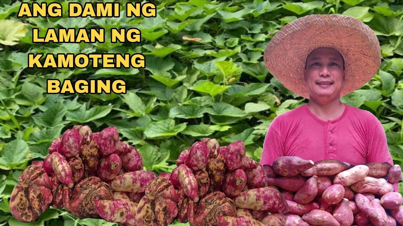 NAKAJACKPOT TAYO ANG DAMI NG LAMAN NG KAMOTE - YouTube