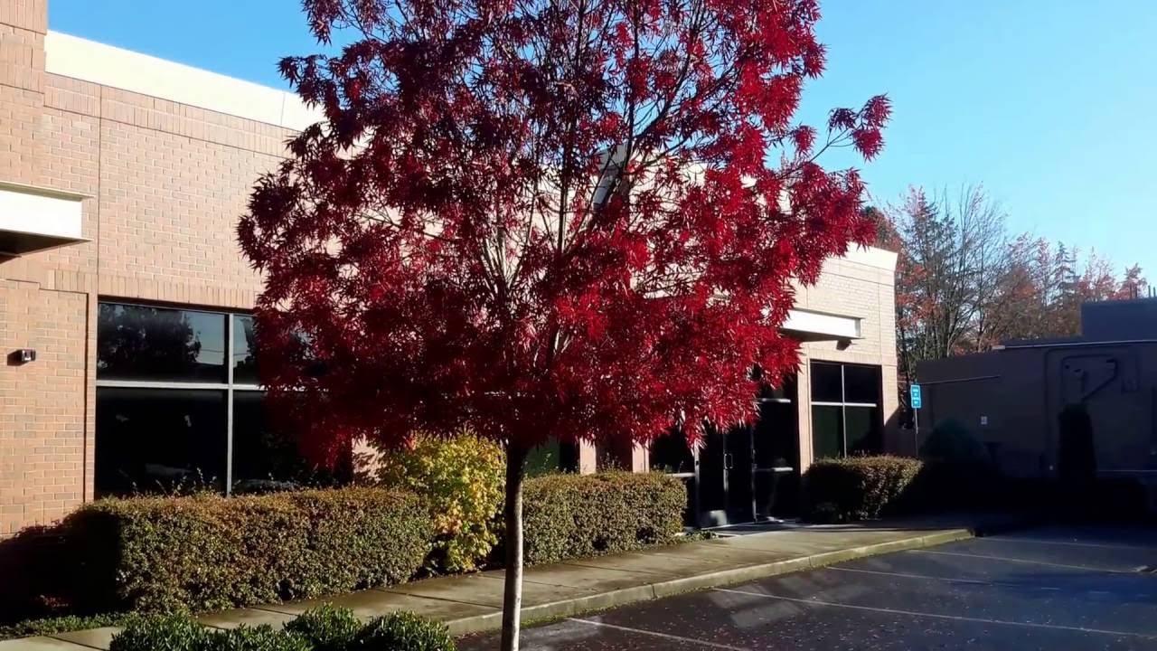 Fraxinus oxycarpa 'Raywood' /Raywood Ash - even better Fall color - YouTube