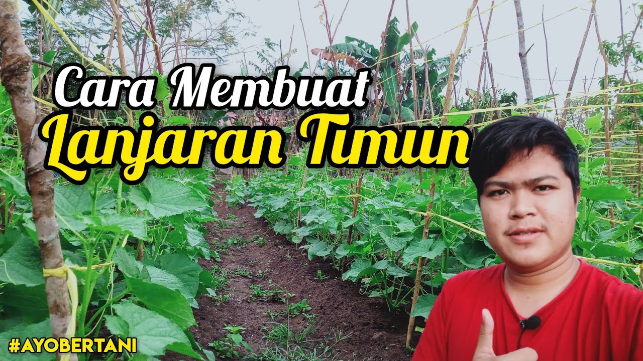 BUDIDAYA TANAMAN TIMUN || PEMBUATAN LANJARAN - YouTube