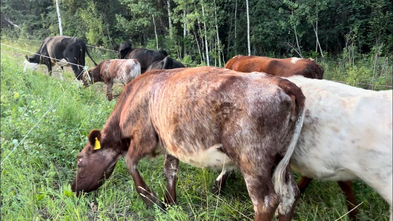 A Quick Cow Move to New Pasture Through An Electric Fence Alleyway - YouTube