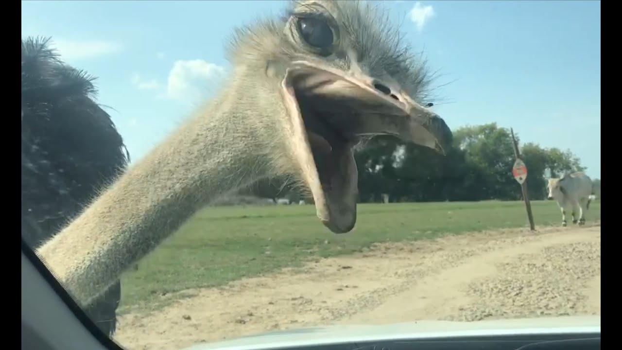 Cool SAFARI animals getting up close and personal - YouTube