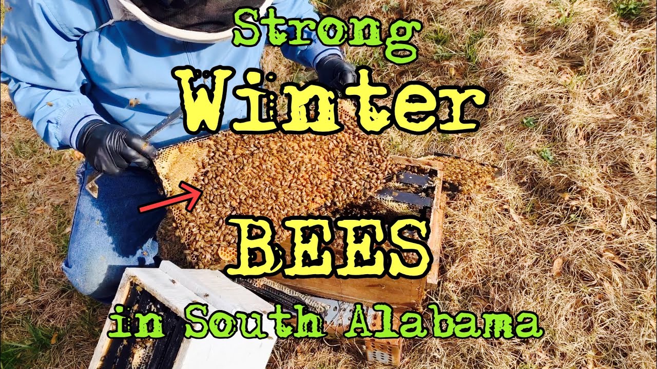 Winter Bees at the South Alabama Farm where I grew up - YouTube