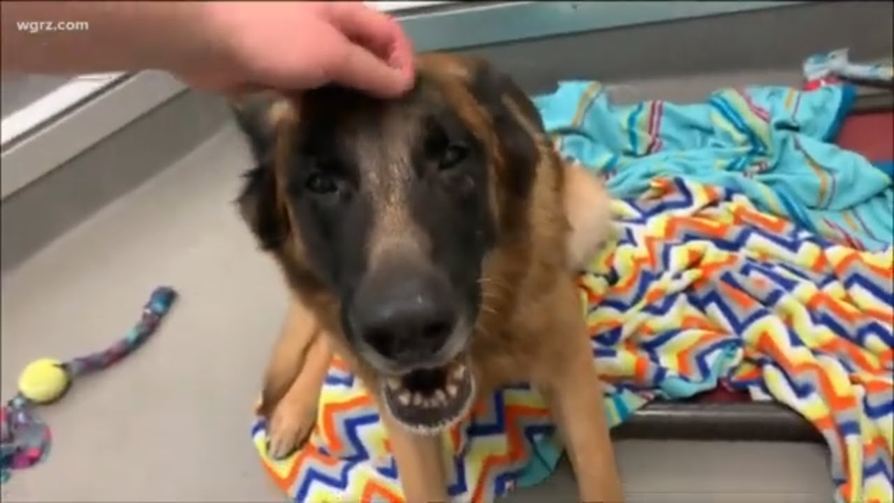 Town Hall: How you can help an animal waiting for its forever home ...