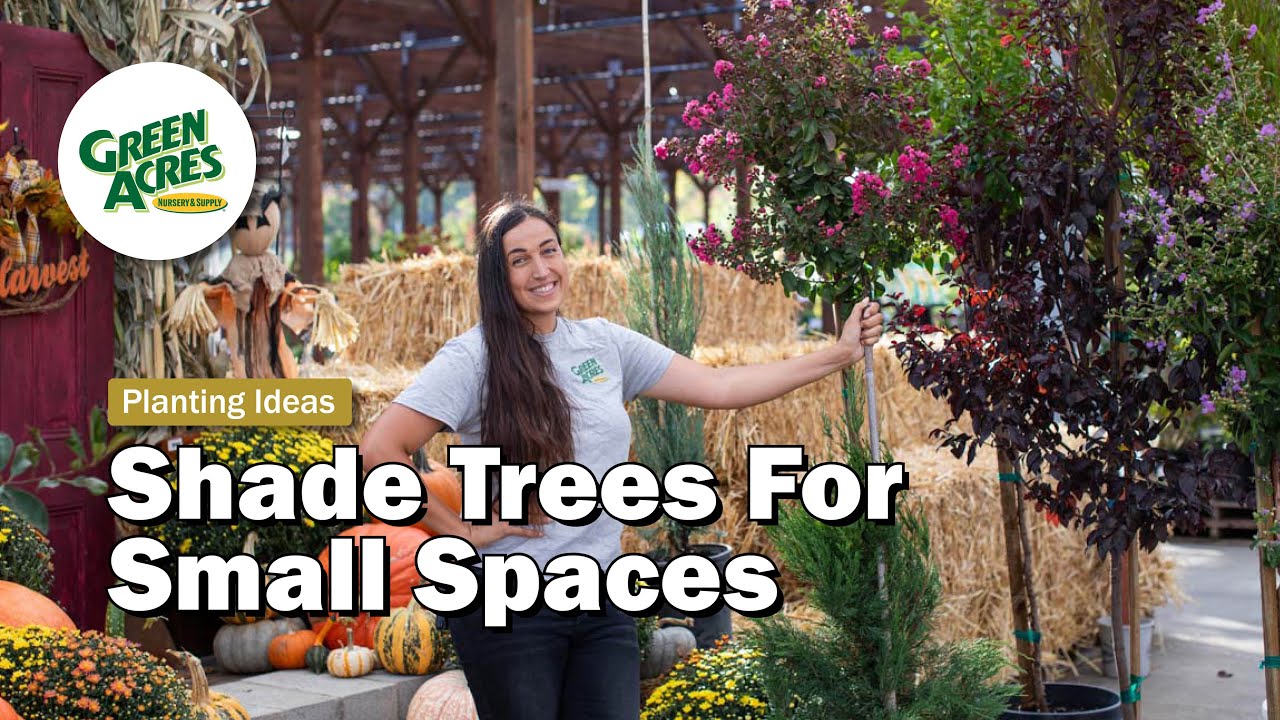 Small Trees That Like Shade
