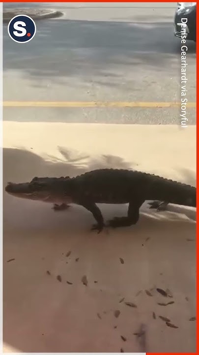 Alligator Takes Stroll Through Florida Strip Center - YouTube
