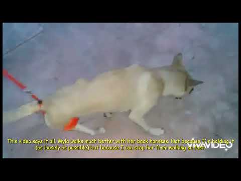 The Secret of Puppy Myla's Recovery Part 8  The Prognosis