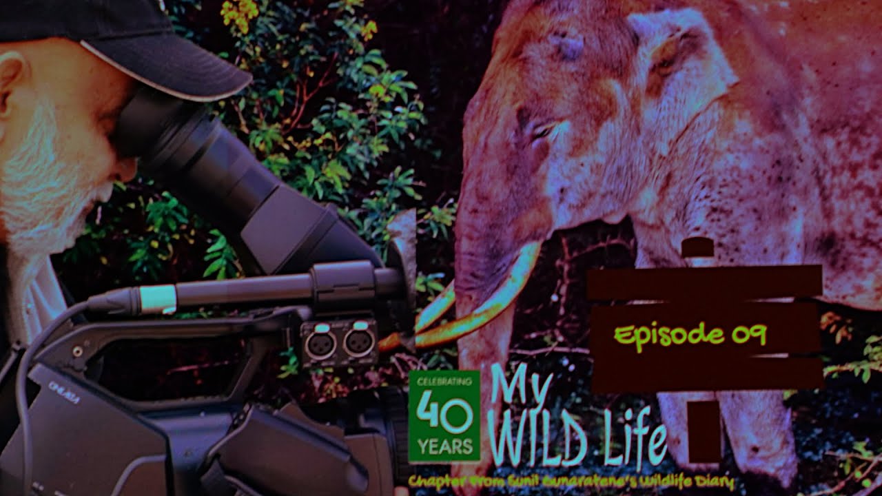 My WILD LIFE 40 YEARS Ep 9 - YouTube