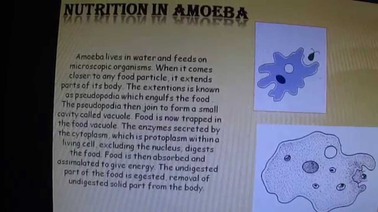 Introduction to amoeba......... - YouTube
