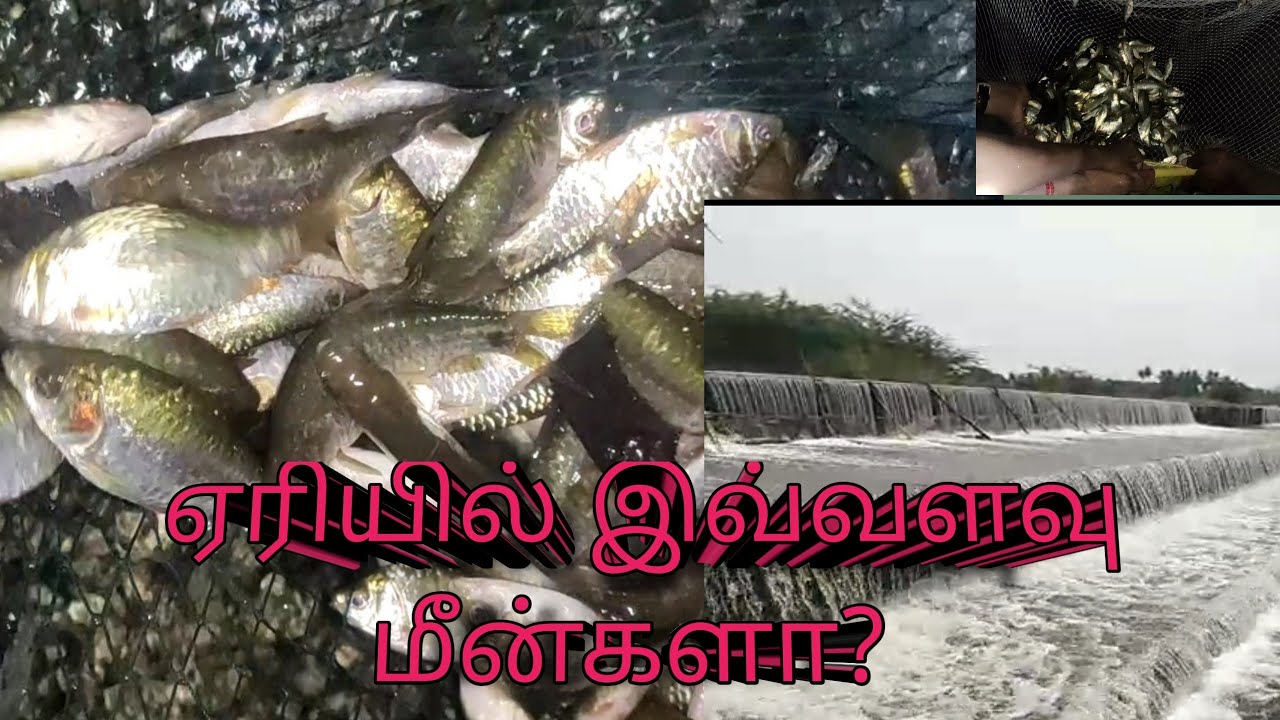ஏரி மீன் பிடித்தல் | Lake Fishing | Rattinamangalam | ஏரி நிரம்பியது ...