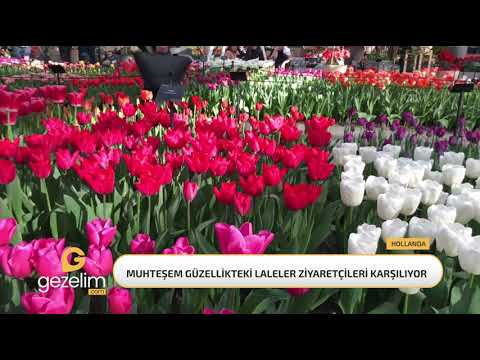 Dünyanın en büyük çiçek bahçesi Keukenhof kapılarını açtı