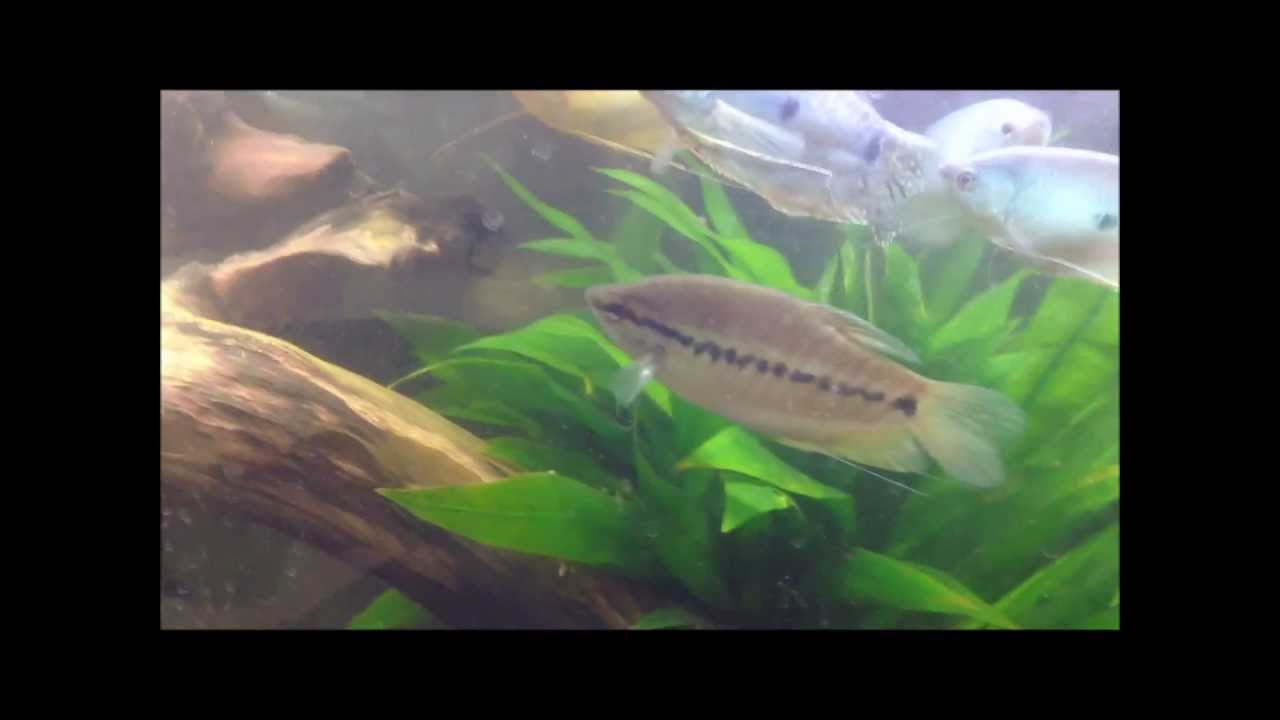 Species Profile # 9: The Snakeskin Gourami (Trichopodus pectoralis ...