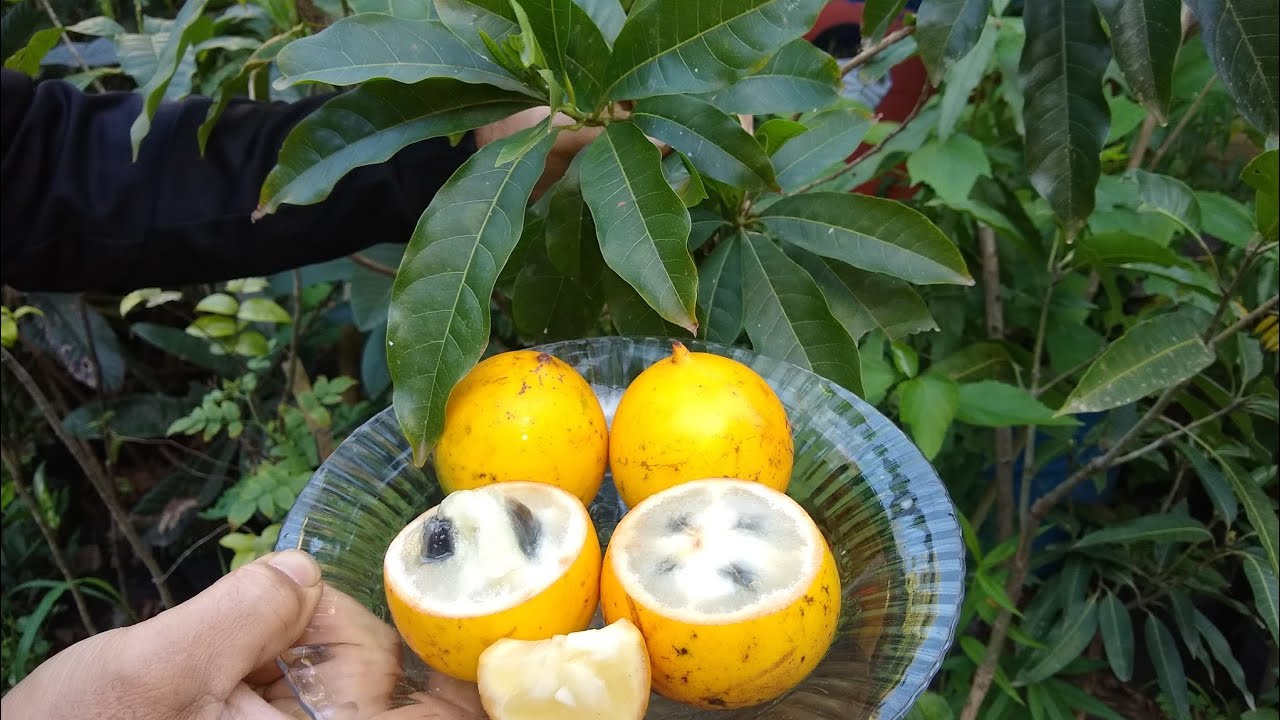 abiu amarelo (pouteria caimito) melhor forma de comer mudas a venda em ...