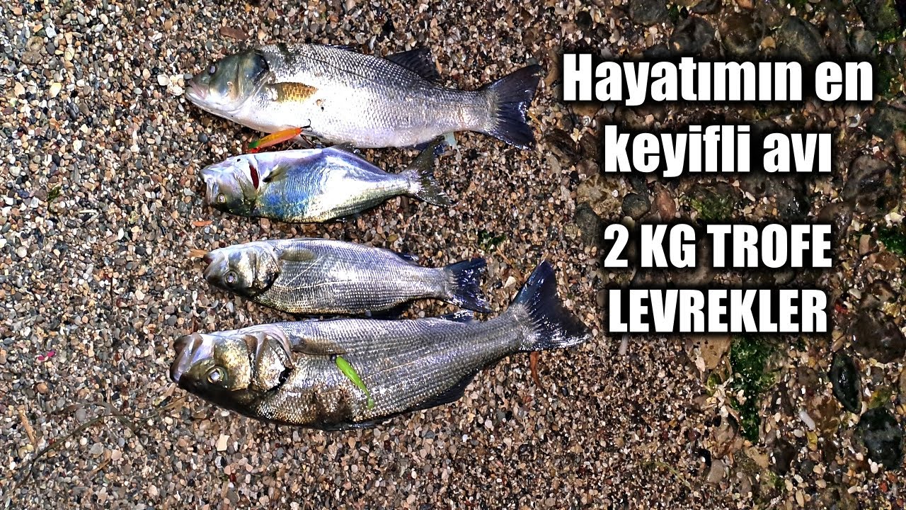 TROFE 2 KG LEVREK AVI BALIK AVI 3 LEVREK 1 LÜFER fethiye levrek avı # ...