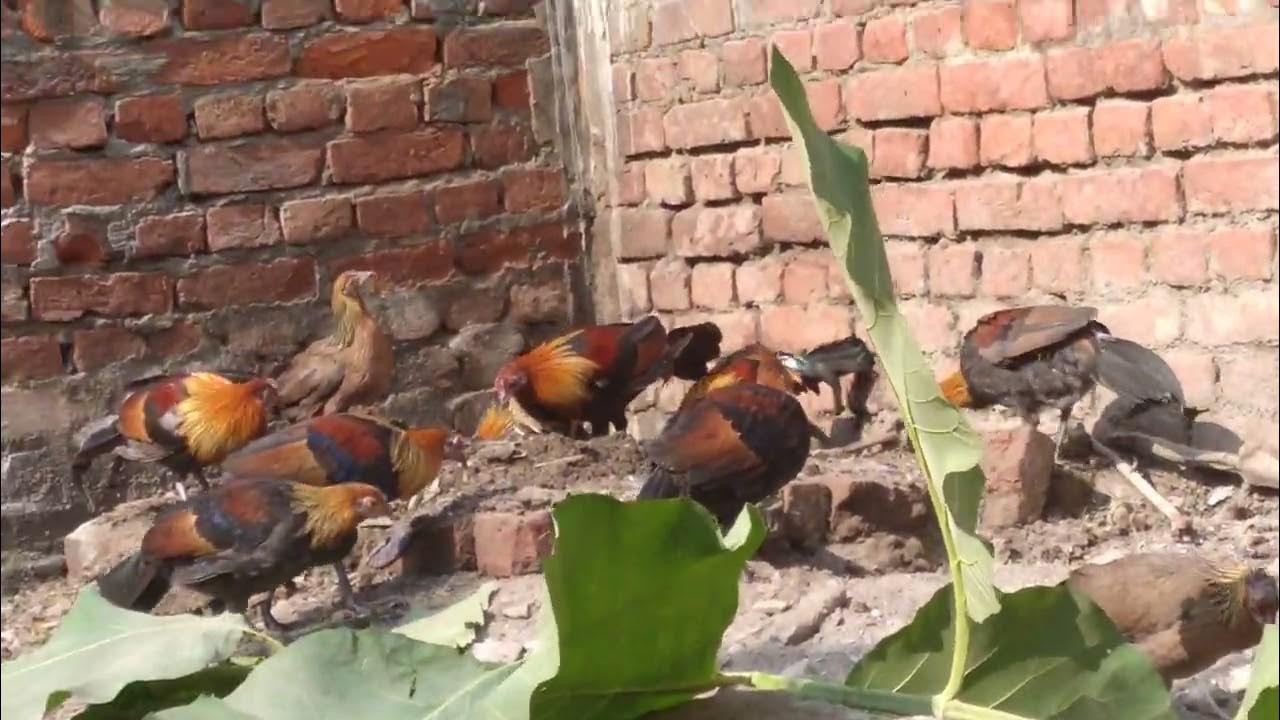 my new hatch in 2022 of pure red jungle fowl - YouTube