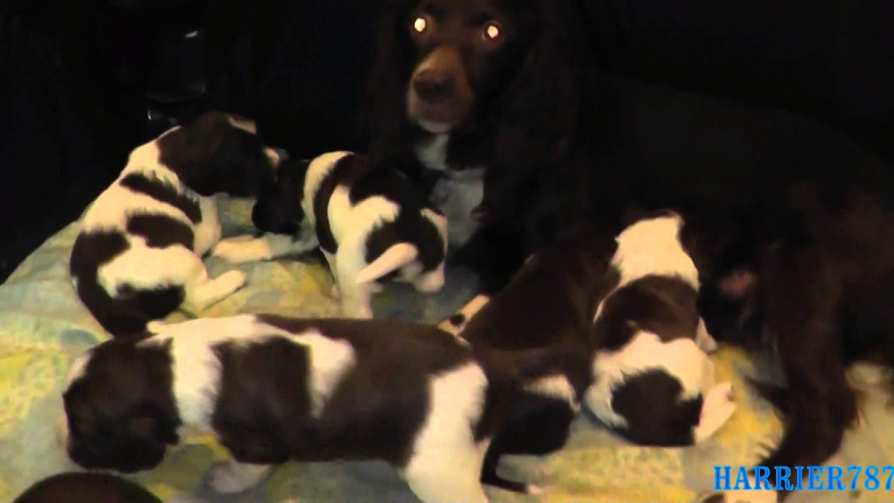 English Springer Spaniel Puppies 3 Weeks Old! - YouTube