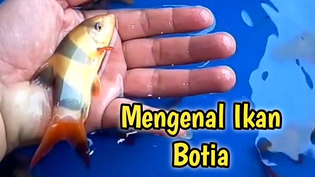 Mengenal Ikan Botia - YouTube