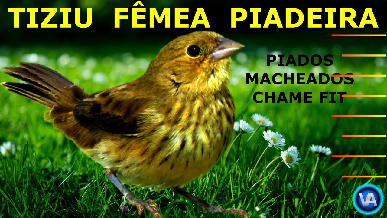 Tiziu femea macheando e tiziu cantado + piado de tiziu - YouTube