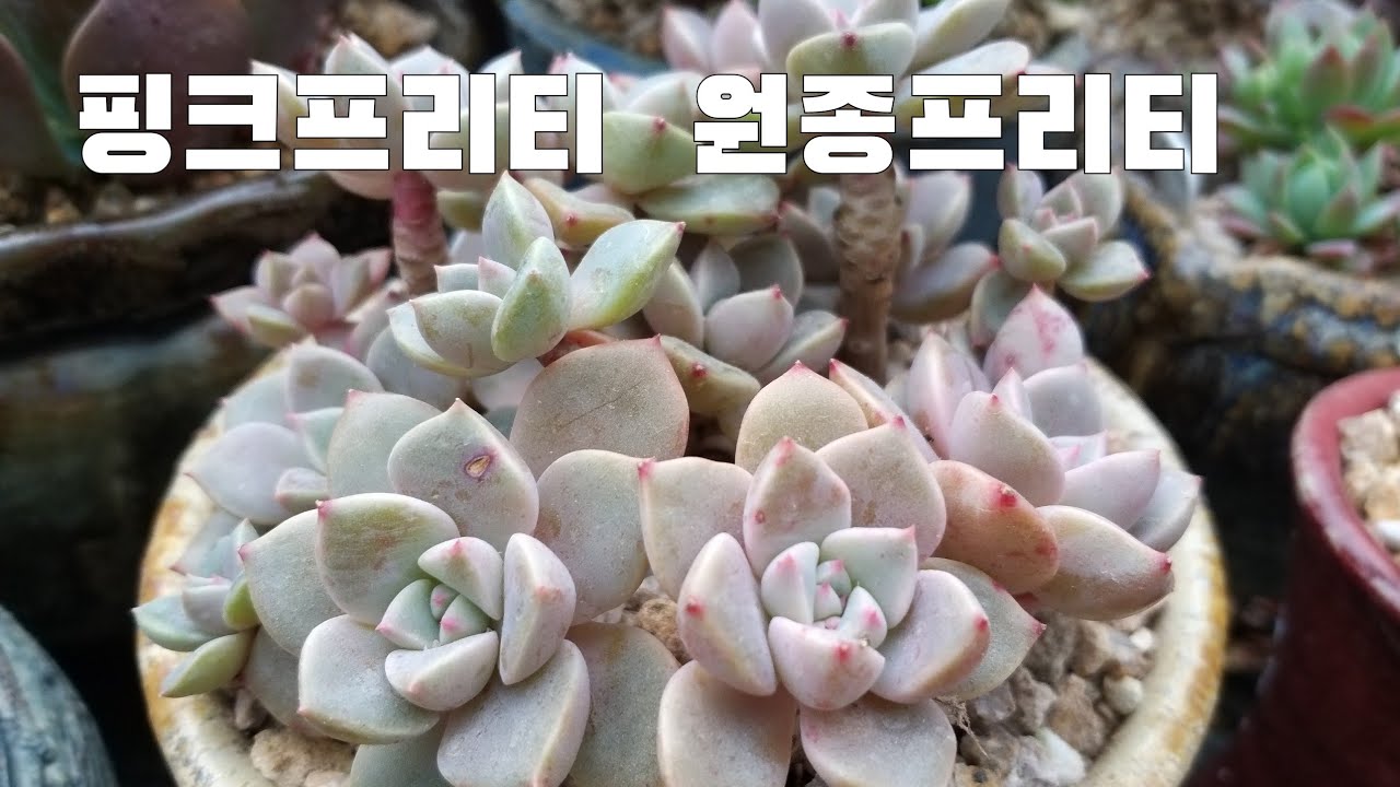 분갈이 일년된 핑크프리티 원종프리티 분갈이하기 Youtube