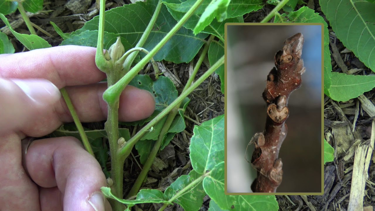 Mastering Black Walnut Identification: Key Features and Tips for ...