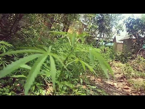 Weed Status | Hamp | Marijuana Status #marijuna