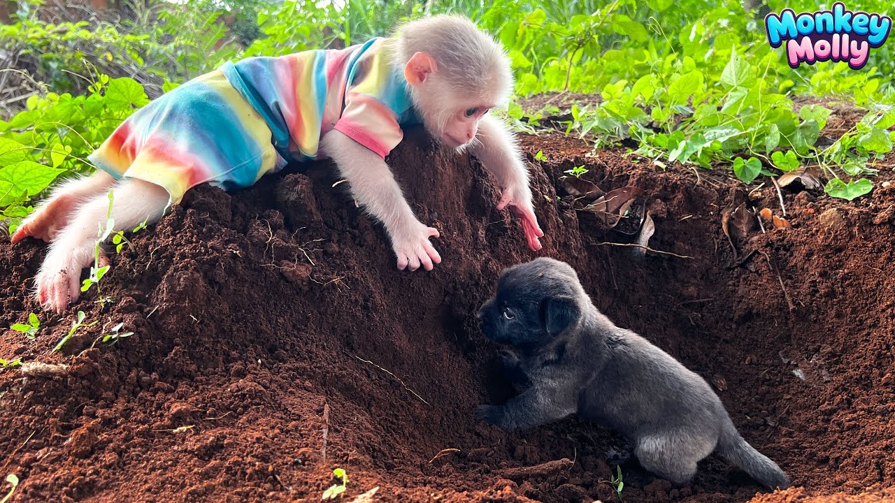 Unbelievable! Monkey Molly rescues puppy from deep hole - YouTube