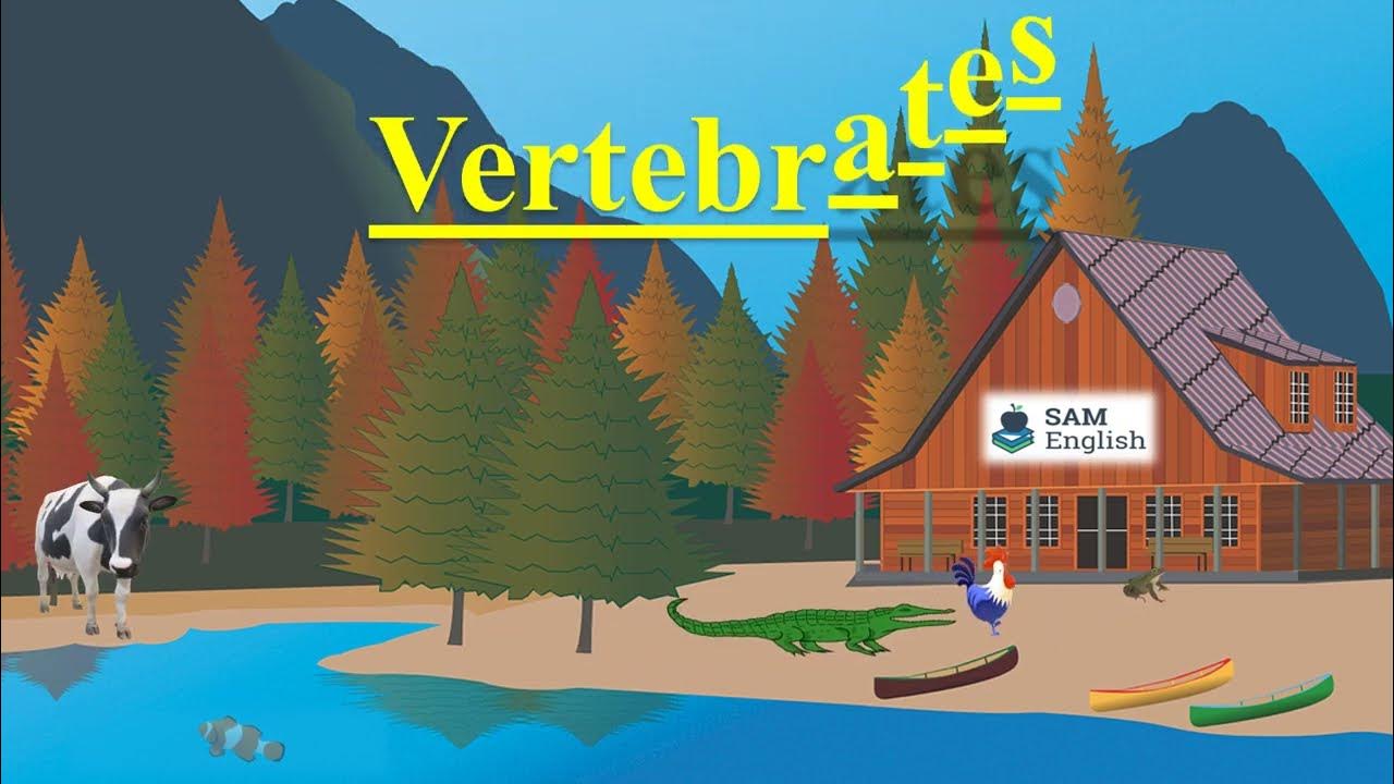 5 main groups of Vertebrates I Fish - Amphibians - Reptiles - Birds ...