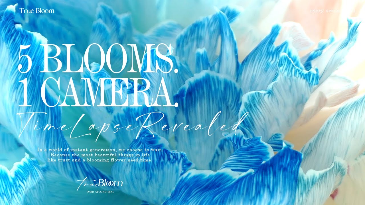 5 Flowers Unfolding A Time Lapse Journey - YouTube