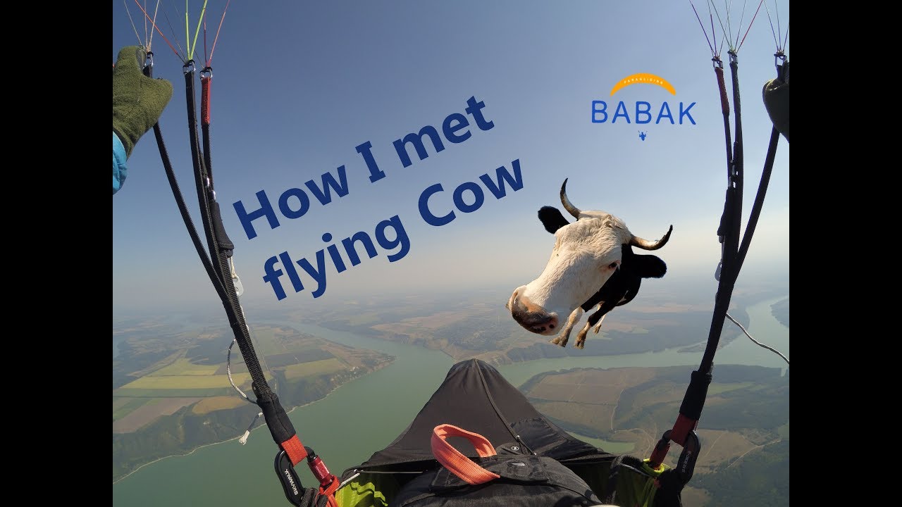 How I met flying Cow - YouTube