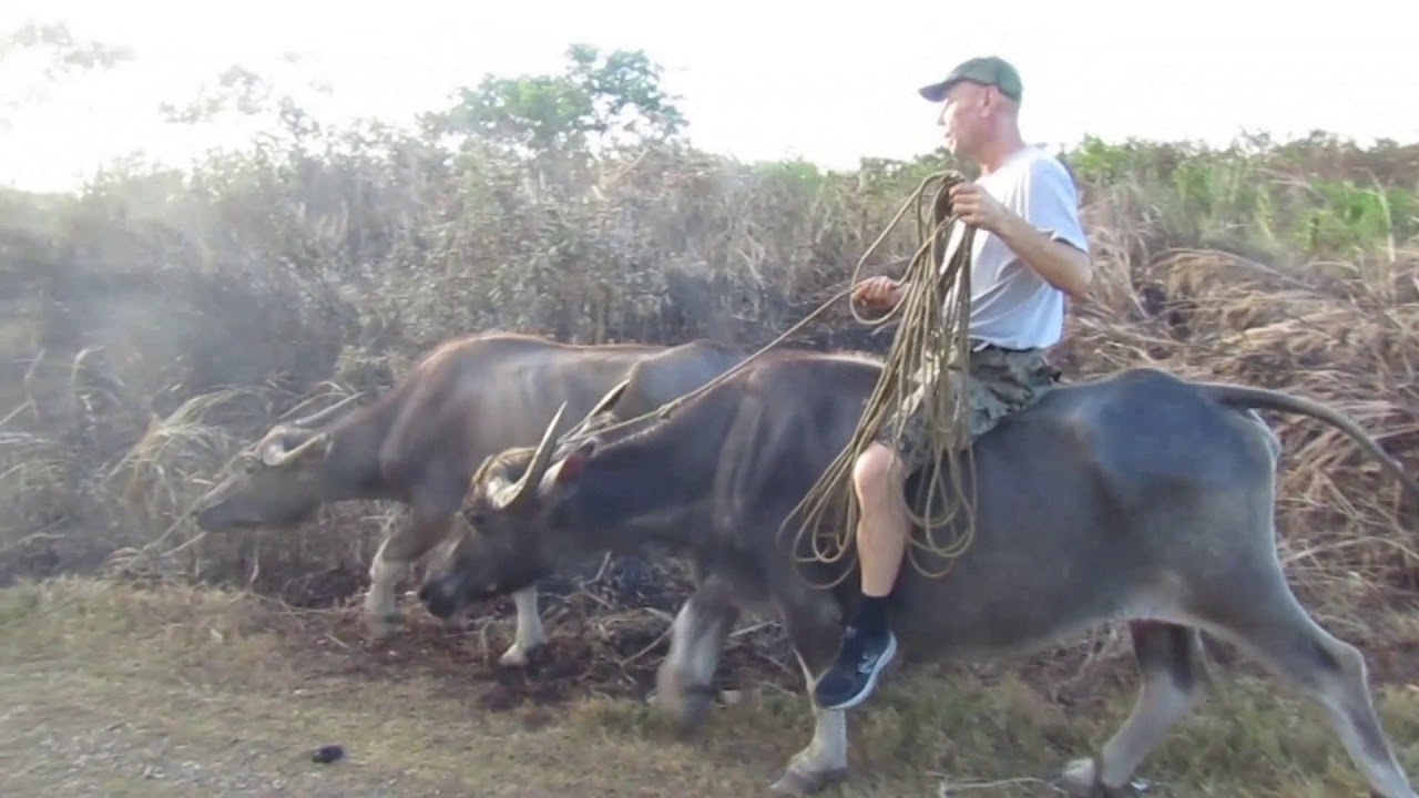Riding Carabao in the Philippines - YouTube