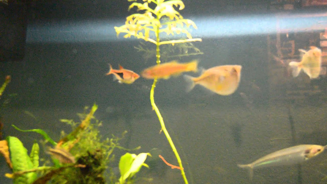 The best community fish set up - YouTube