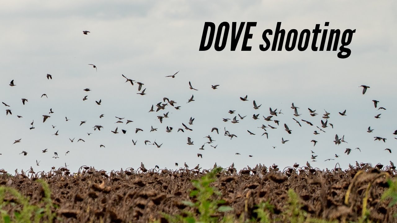 H&H Outfitters - Dove Shooting Sunflower Season - YouTube