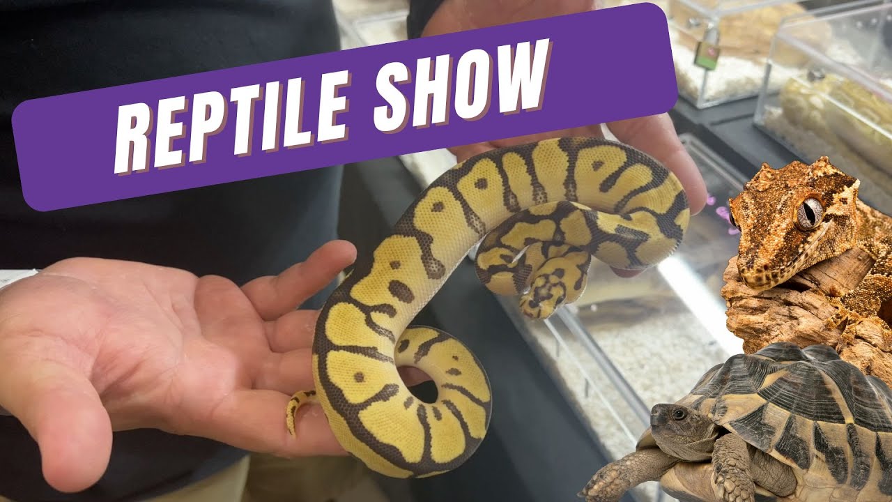 WE WENT TO A HUGE REPTILE SHOW | Repticon Tampa FL Reptile Expo Recap ...