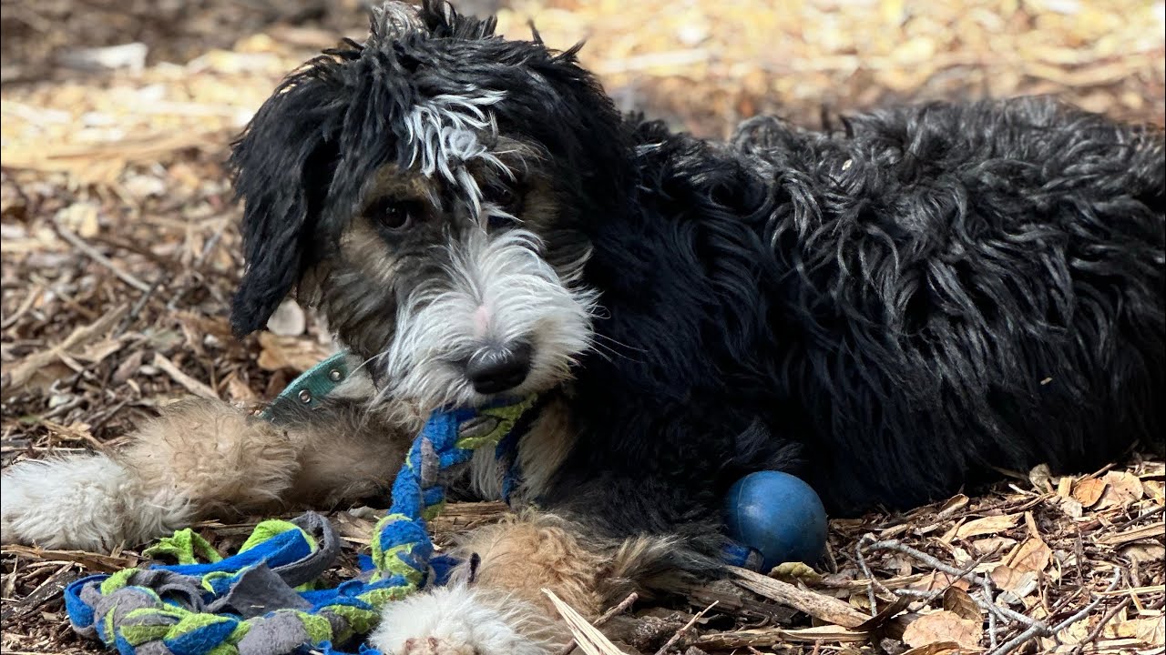 Why does my doodle pee in the house or when greeting people? Threshold ...