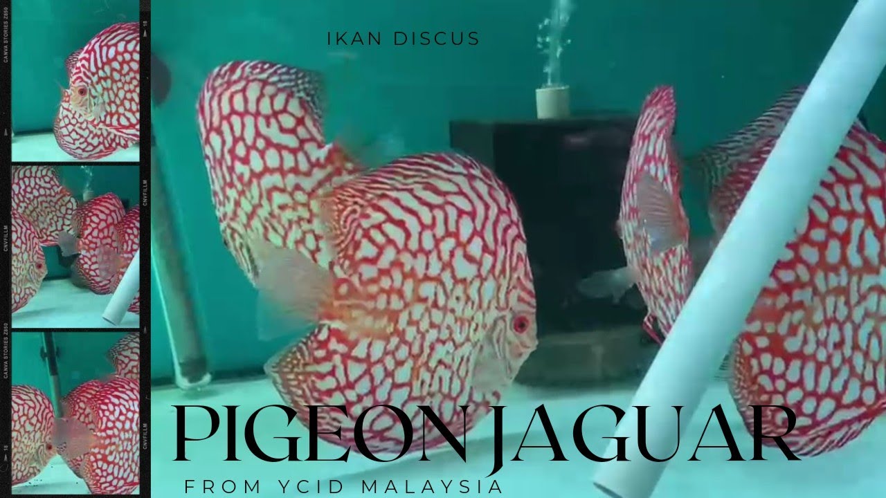 Ikan Discus Pigeon Jaguar Size 5" Import - YouTube