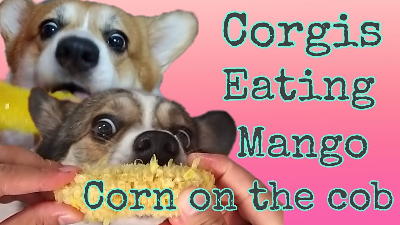 Corgis Eat Mango and Corn on the Cob for the First Time - YouTube