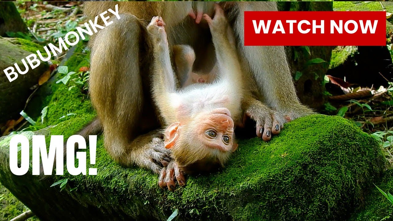 Most Adorable! This Is Very Fun Action Of Little Cute Baby Lynx tries ...