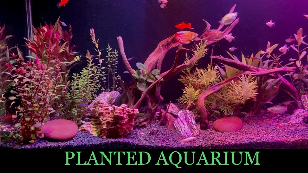 Planted Aquarium | Low budget planted tank | Easy planted tank | 4ft ...