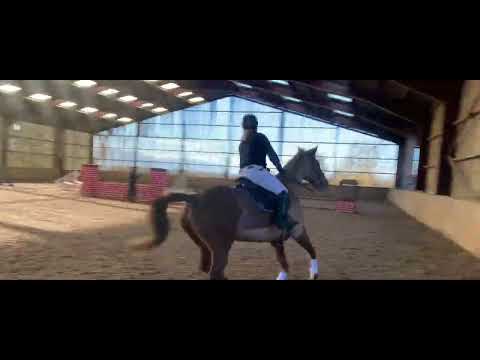 Arena hire - death stride - puissance wall #showjumping #equestrian #equines #kwpn - YouTube