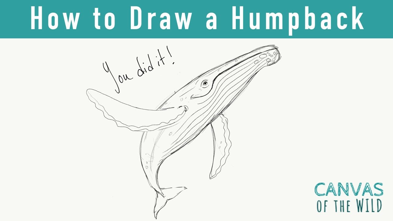 Humpback Whale Line Drawing HOW TO DRAW A HUMPBACK WHALE Step By Step