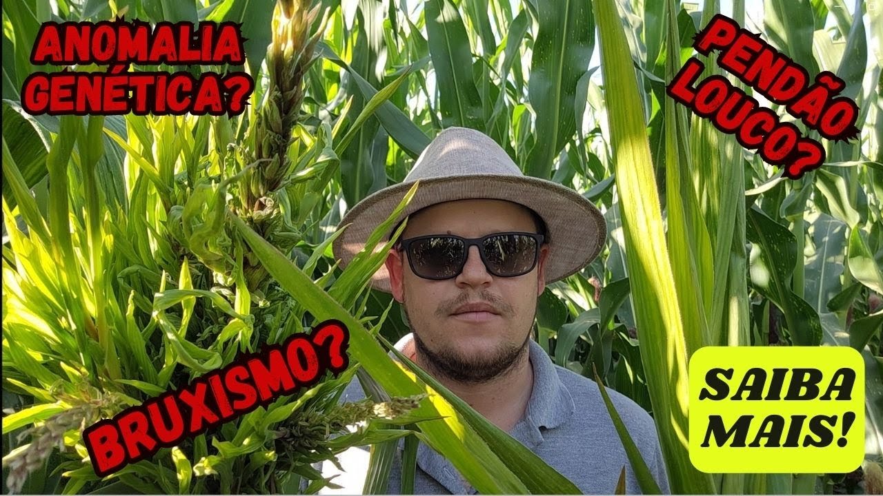 MÍLDIO NA CULTURA DO MILHO - Peronosclerospora sorghi - Como ...