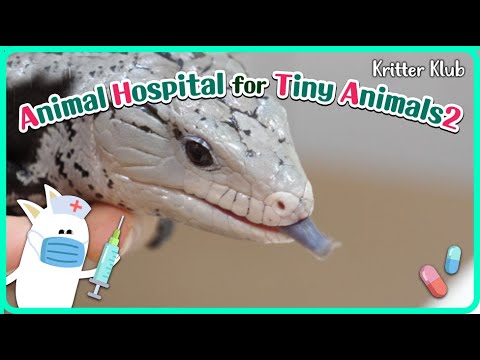 Today's Patient: Blue-tongued Lizard l Animal Hospital For Tiny Animals ...