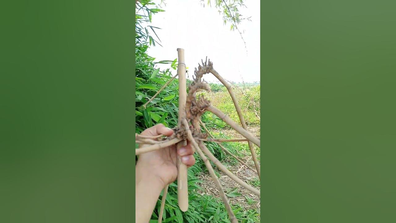 bambu petuk langka - YouTube