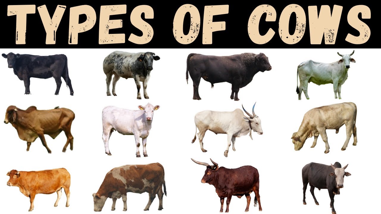 Types Of Cows | Cow | Cows For Kids #cow #education - YouTube