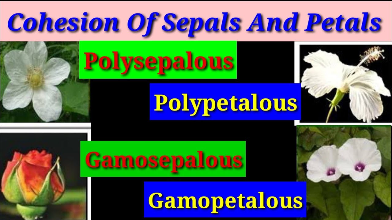 Cohesion Of Sepals And Petals In Flower (Lecture 14) In Hindi/Urdu ...