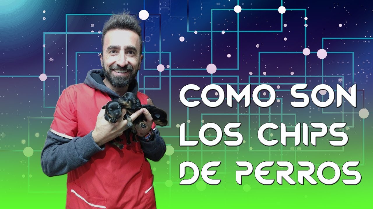 Cómo son los chips de perros - YouTube