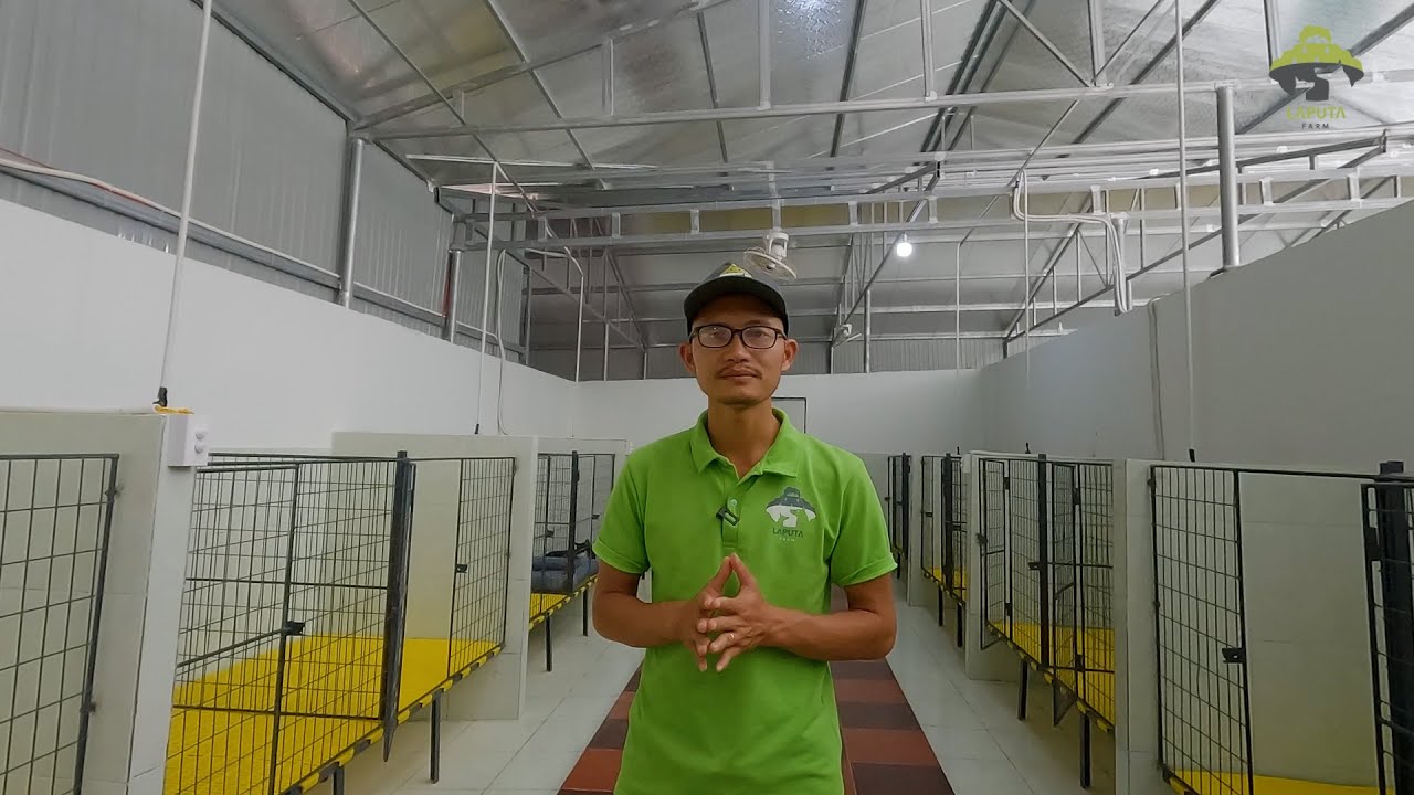 Thiết Kế Dãy Chuồng Khu Chó Bầu || Laputa Farm - YouTube