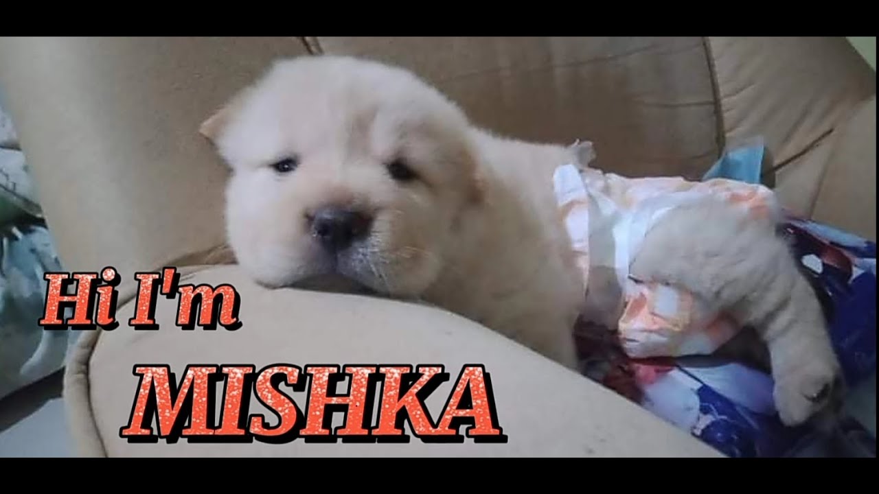A Day with our new Baby MISHKA - YouTube