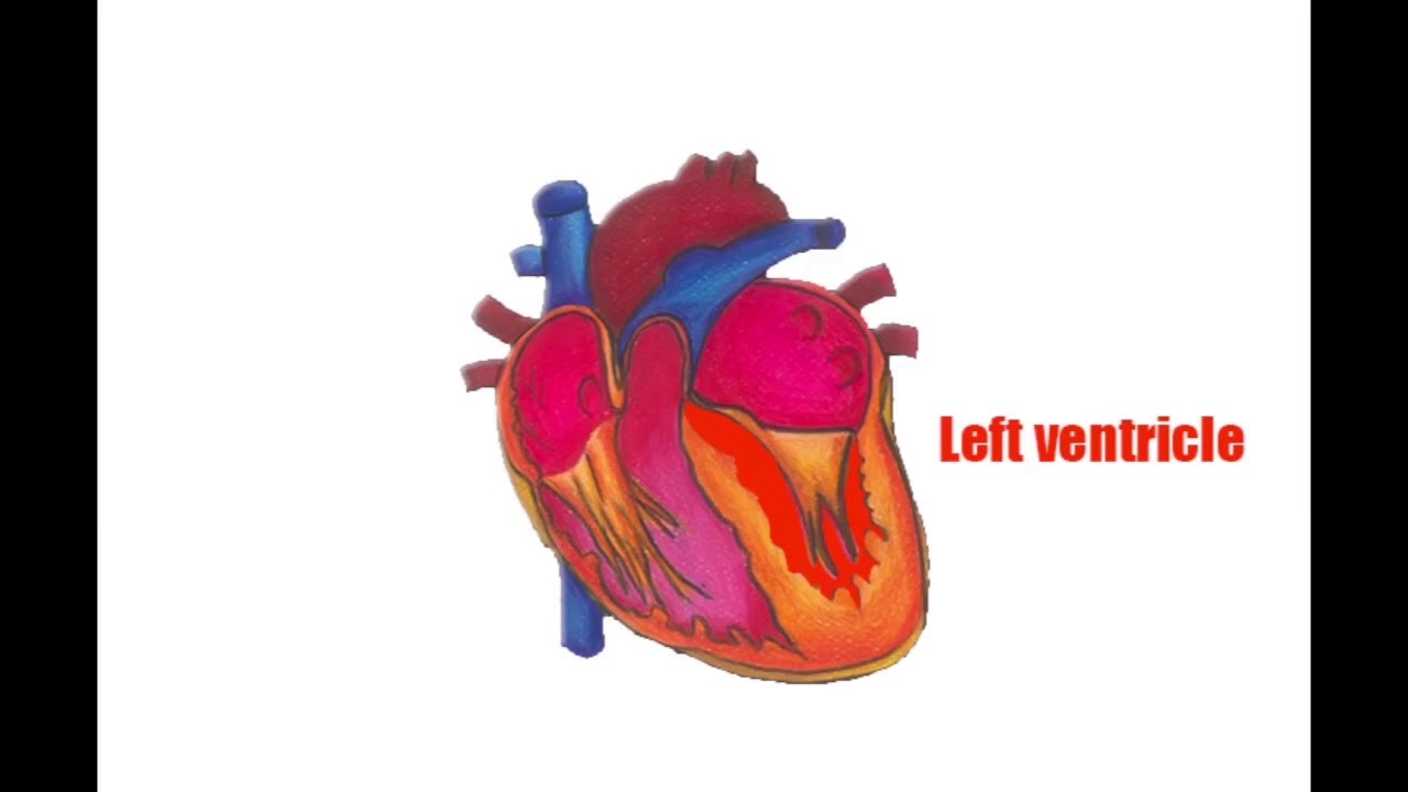 Gross Anatomy of Heart: Frontal Section - YouTube