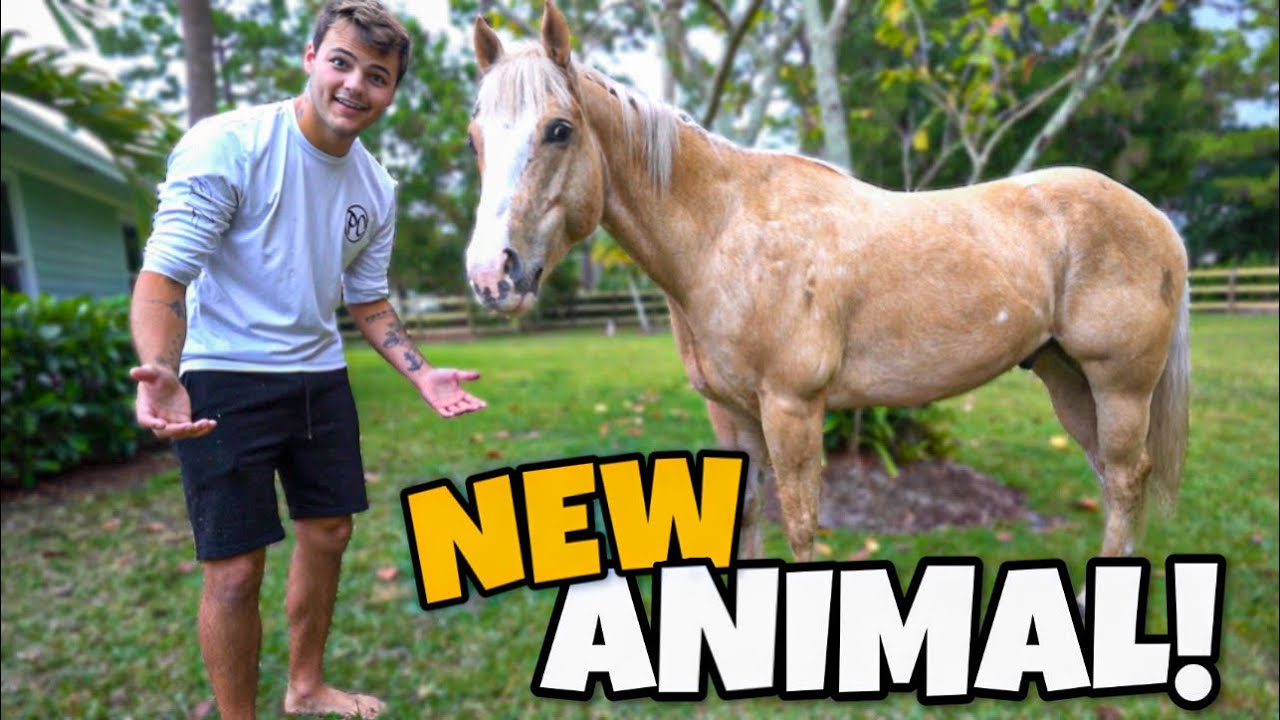 BUYING FIRST EVER HORSE for PC FARM 2.0!! - YouTube